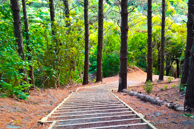 Waiariki Park Region